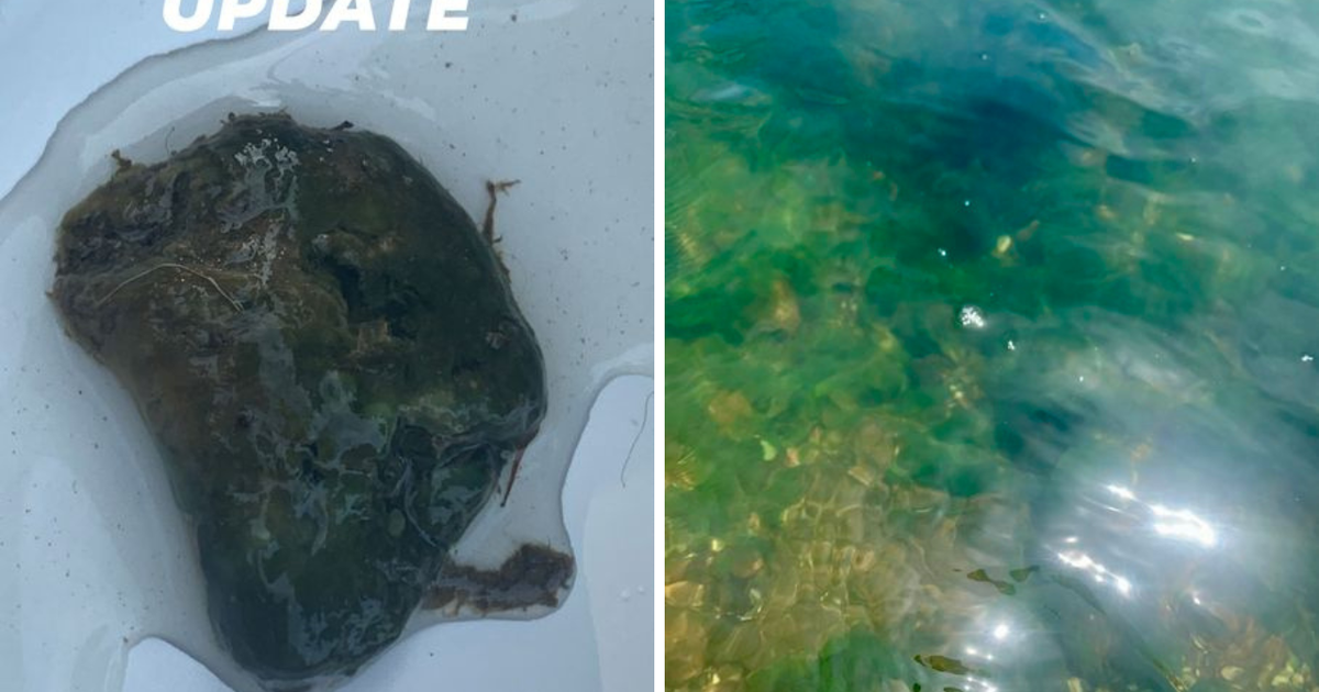 Pet warning in Maryland: Toxic algae found in Potomac River and Wye ...