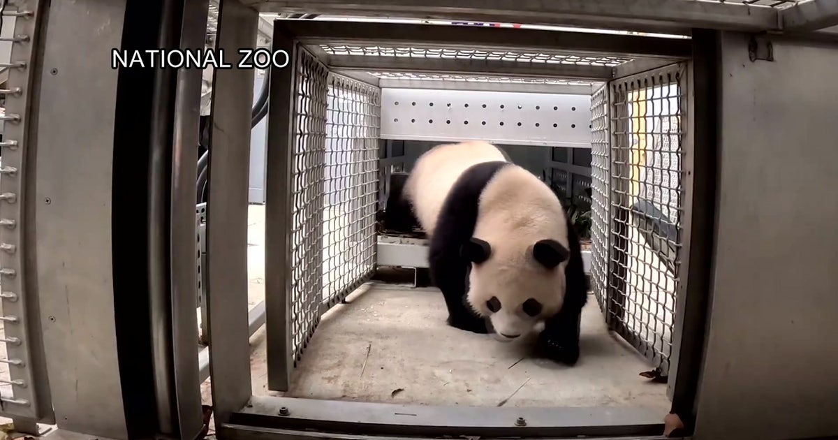 DC's new giant pandas settle into new home at National Zoo, public ...