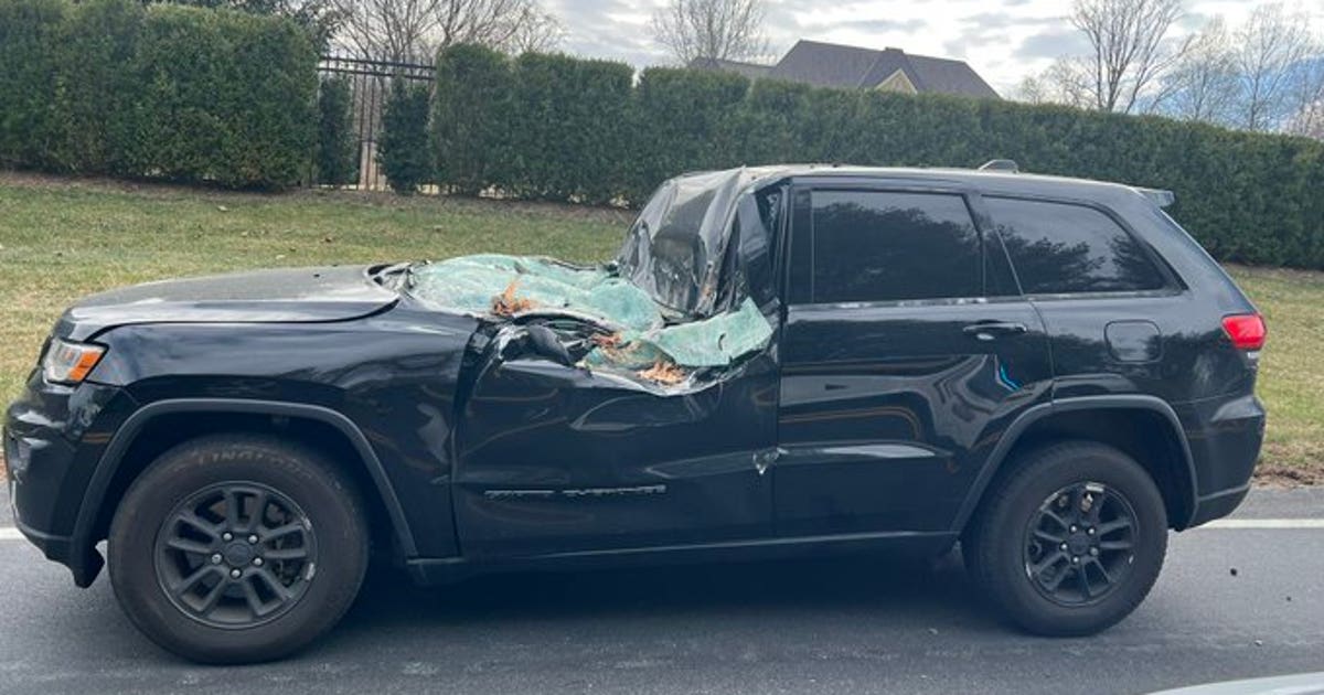 Driver injured after high winds topple tree onto car in Potomac | FOX 5 DC