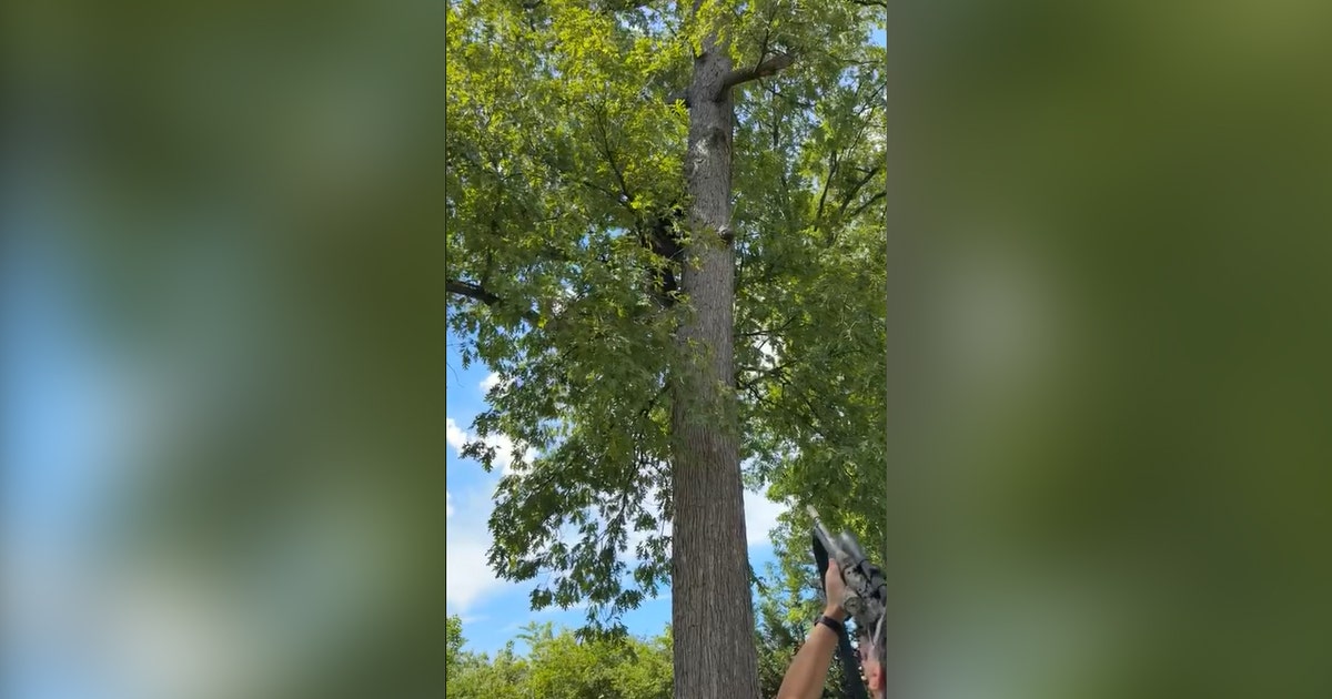 Maryland DNR officials safely remove bear from tree | FOX 5 DC