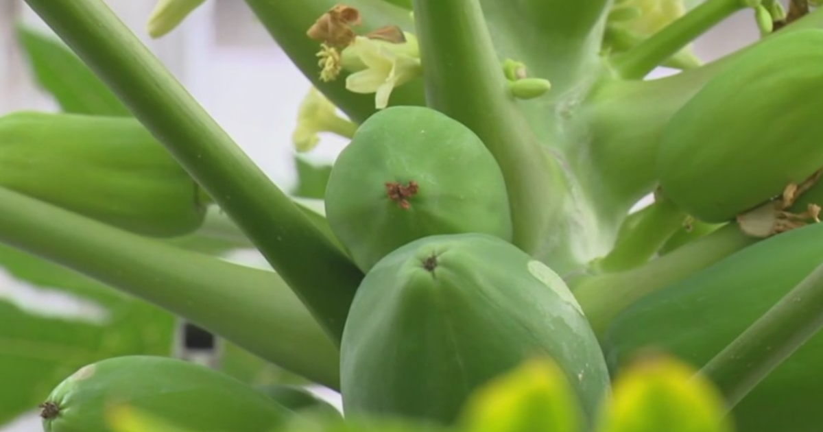 Brookside Gardens says visitors have been stealing exotic fruits | FOX 5 DC