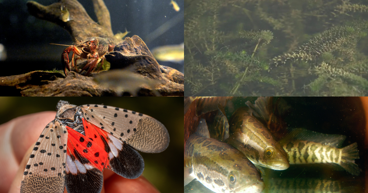 The 12 invasive animal, plant species of 'highest concern' in Virginia ...
