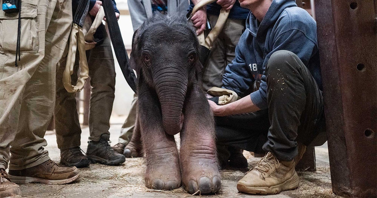 Newborn elephant at National Zoo gets her name | FOX 5 DC
