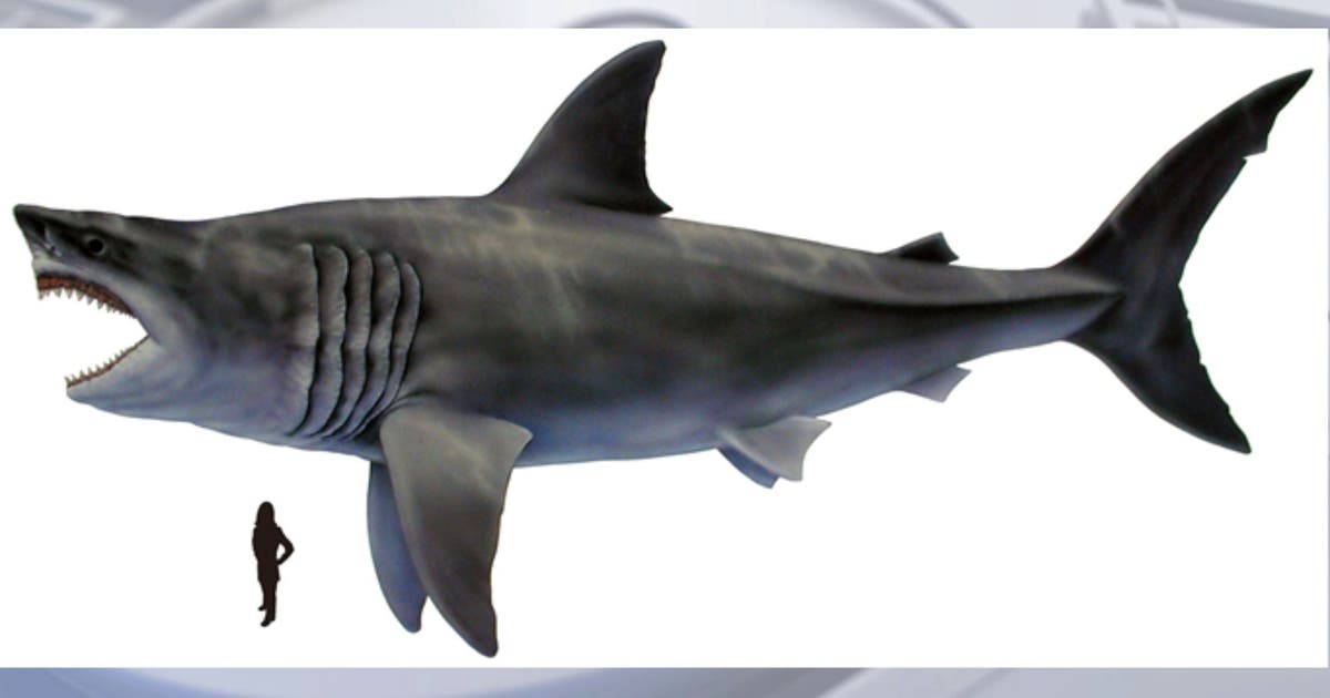 Maryland designates megalodon the official state shark | FOX 5 DC