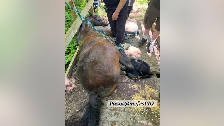 Horse rescued after leg trapped on bridge | FOX 5 DC