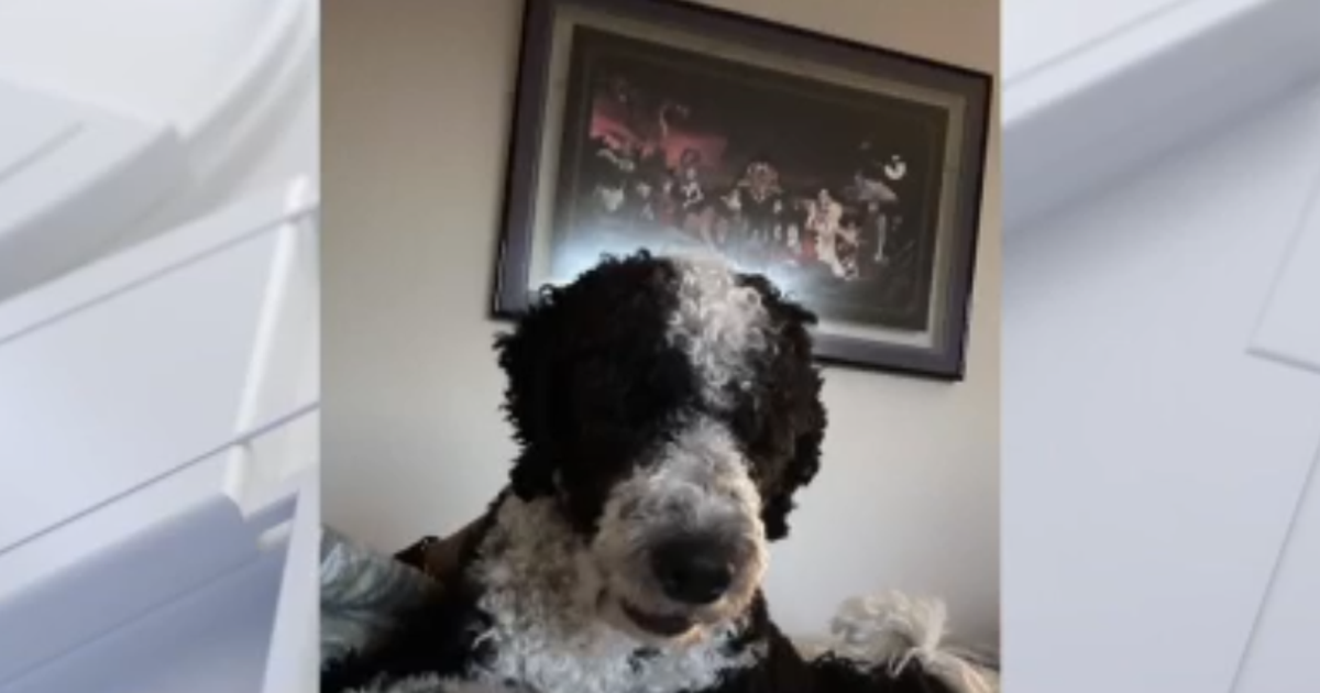 Bowie family demands answers after 2-year-old dog dies | FOX 5 DC