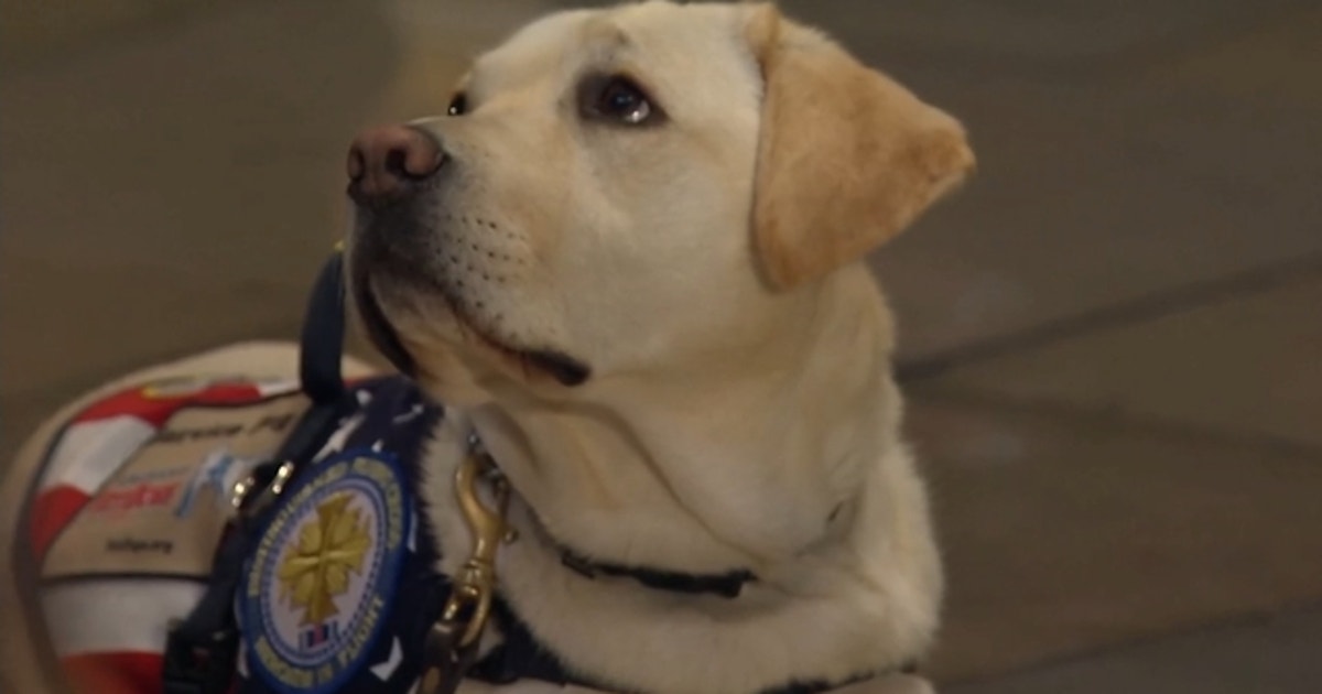 Bush service dog Sully wins Paw of Courage award | FOX 5 New York