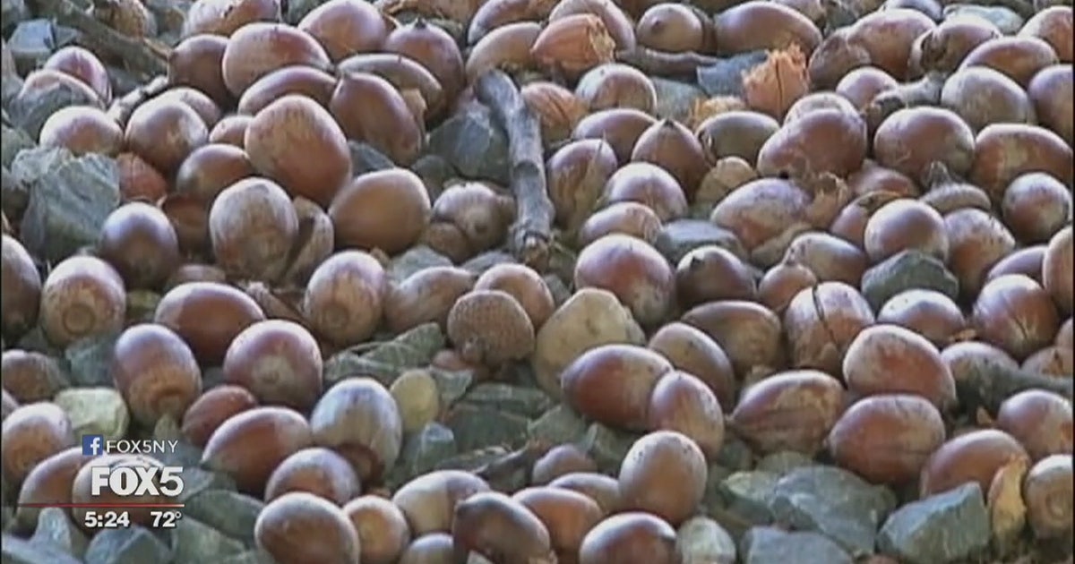 Why are so many more acorns falling this year? | FOX 5 New York