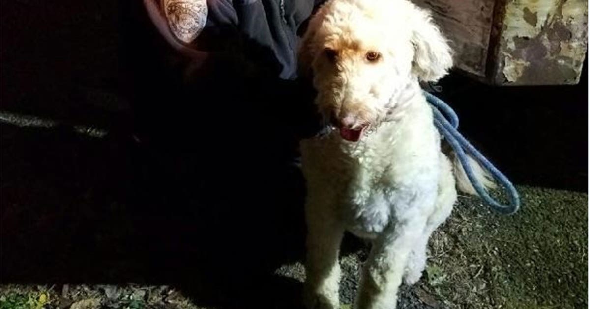 Dog rescued from cesspool | FOX 5 New York
