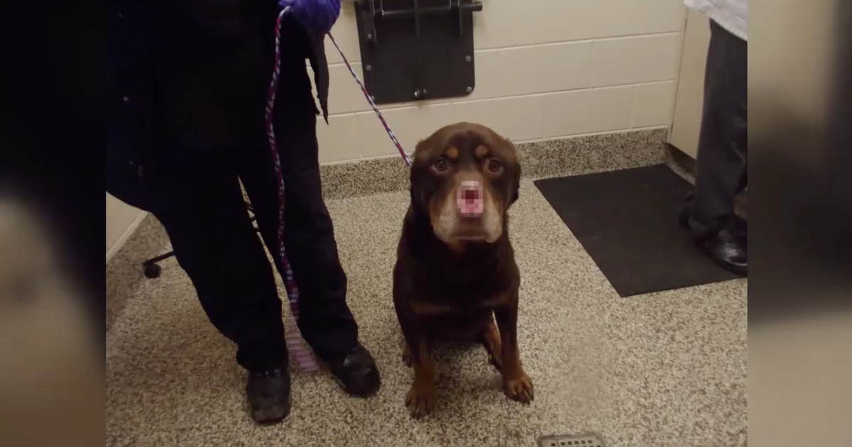 Mutilated dog hasn't given up on humans despite trauma | FOX 5 New York