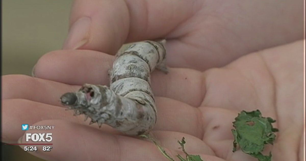 Long Island teens' silkworm project impresses researchers | FOX 5 New York