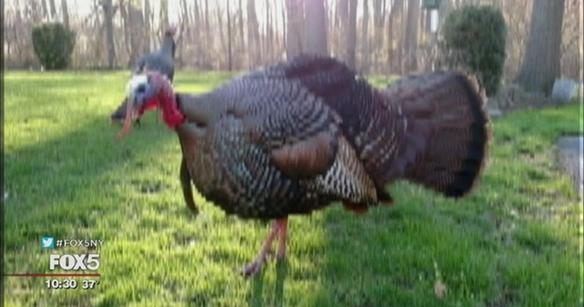 Man fights ticket for turkey who moved into yard | FOX 5 New York