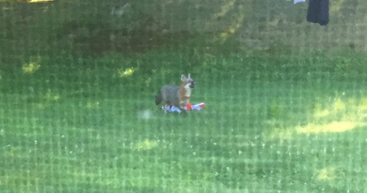 Aggressive fox bites 3 people in Westchester County | FOX 5 New York