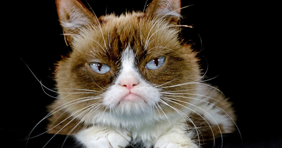 Grumpy Cat to join Broadway's 'Cats' | FOX 5 New York