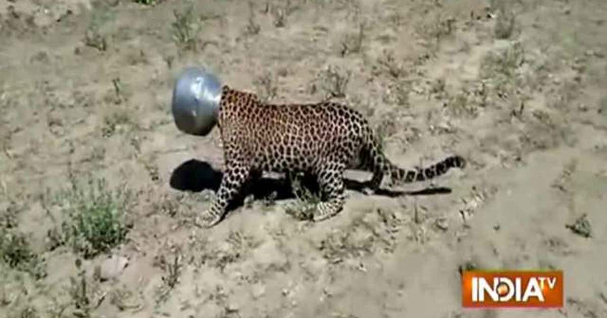 Leopard's head gets stuck in pot | FOX 5 New York