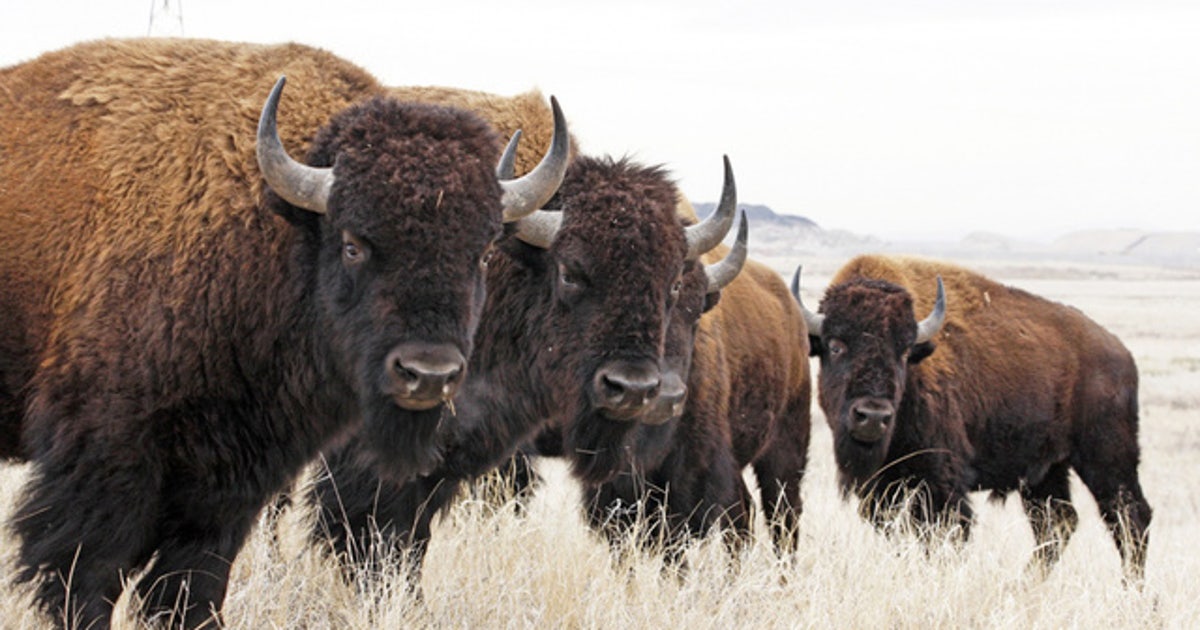 American bison celebrated national mammal | FOX 5 New York