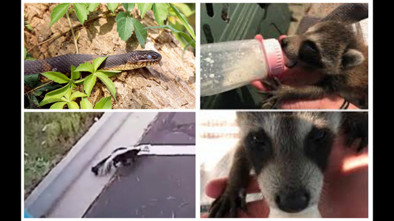 Residents warned of wildlife disturbances during Harvey cleanup