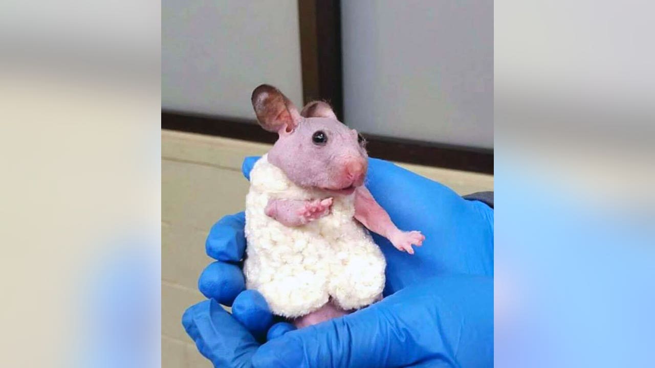 Hairless hamster keeps cozy in tiny sweater | FOX 5 New York