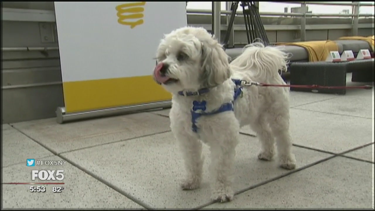 Dognition: What is your dog's personality? | FOX 5 New York
