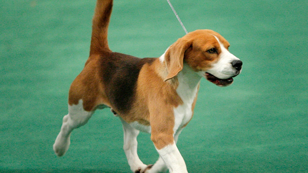Uno the beagle, former Westminster champ, dies at 13 | FOX 5 New York