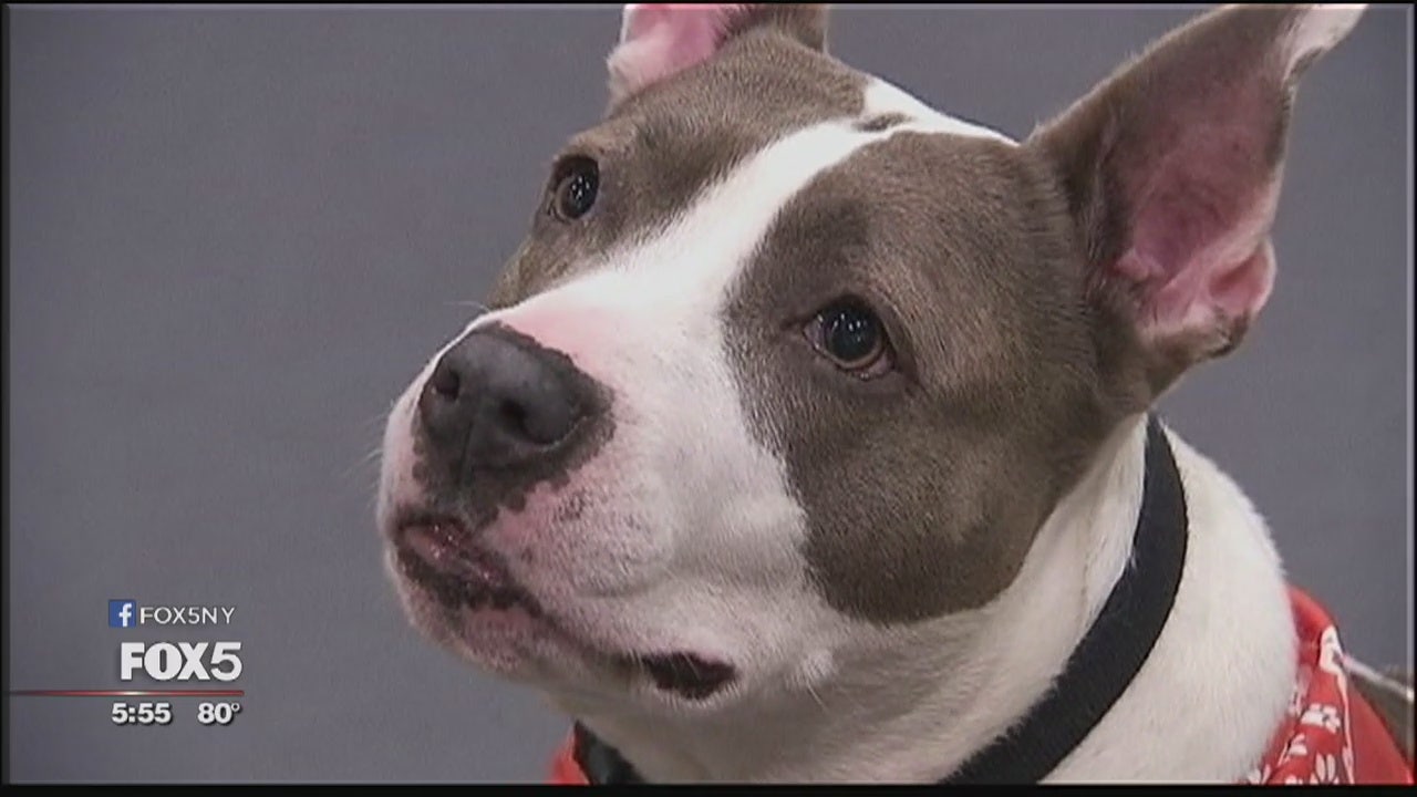 Deaf Dog Learns Sign Language Commands deaf-dog-learns-sign-language-commands