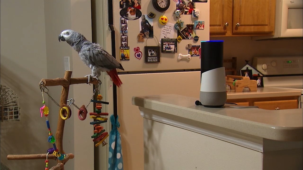Pet parrot learns how to use Alexa and other smart devices