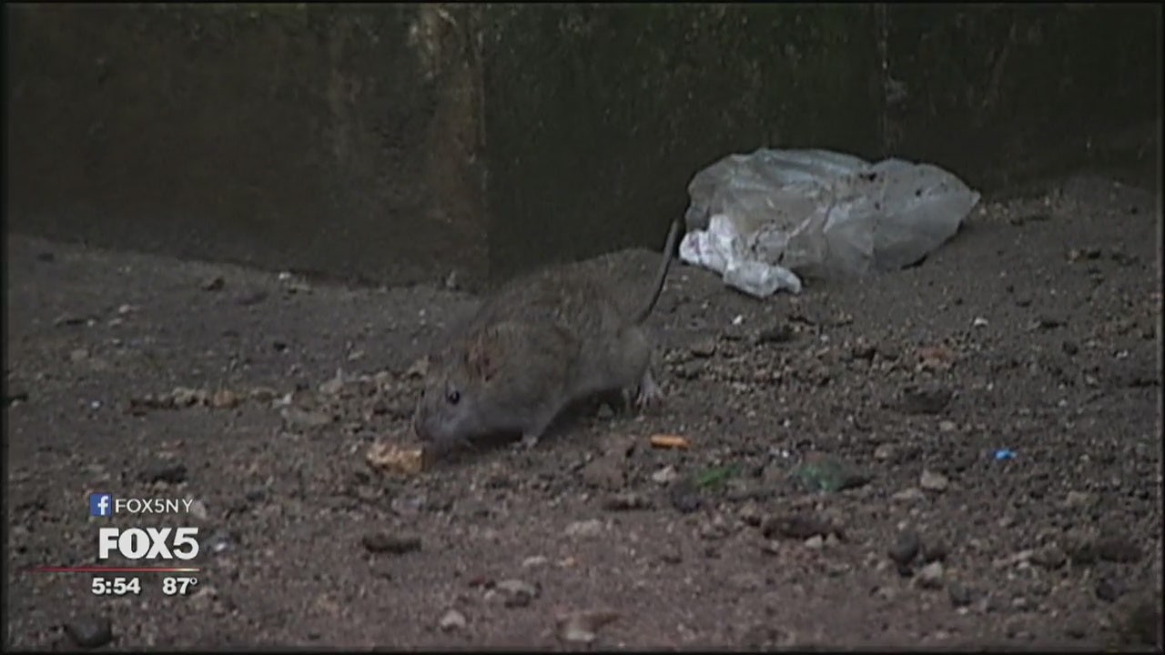 New York declares war on rats with $32M battle plan