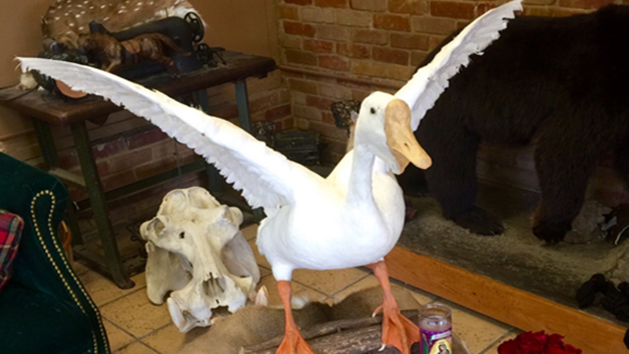 'Homer the Homeless Goose' memorialized and ready to go out on the road ...