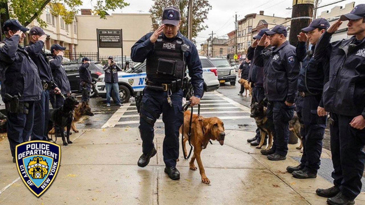 Cops salute terminally ill NYPD bloodhound | FOX 5 New York