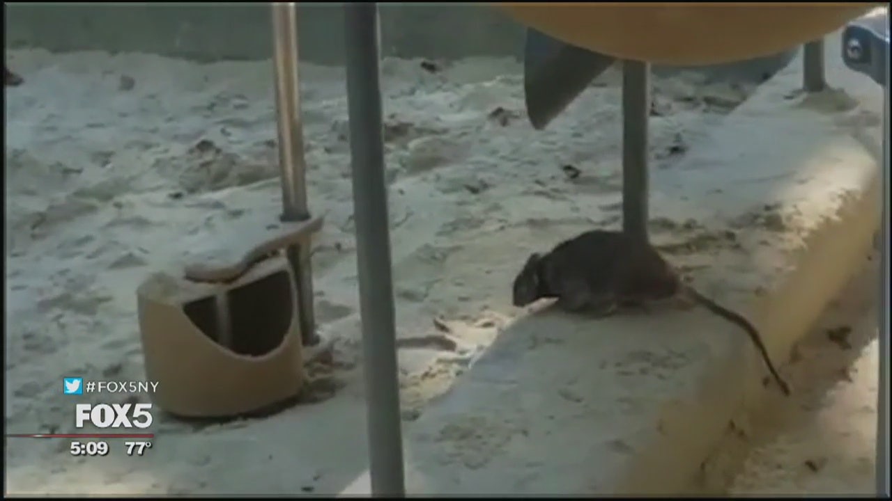 Rats rule many New York playgrounds | FOX 5 New York