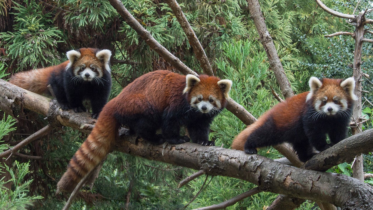 Baby red pandas on display at Prospect Park Zoo | FOX 5 New York