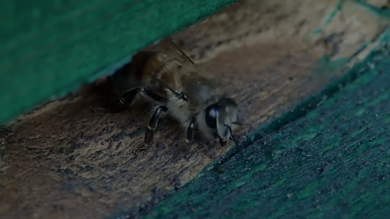 WATCH: Bees attack mayor | FOX 5 New York