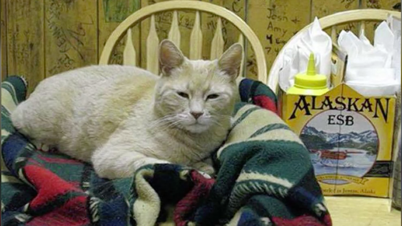 Mayor Stubbs the Cat dies at 20 | FOX 5 New York