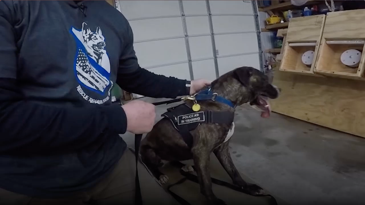 Rescue organization trains pit bulls to become narcotics officers | FOX ...