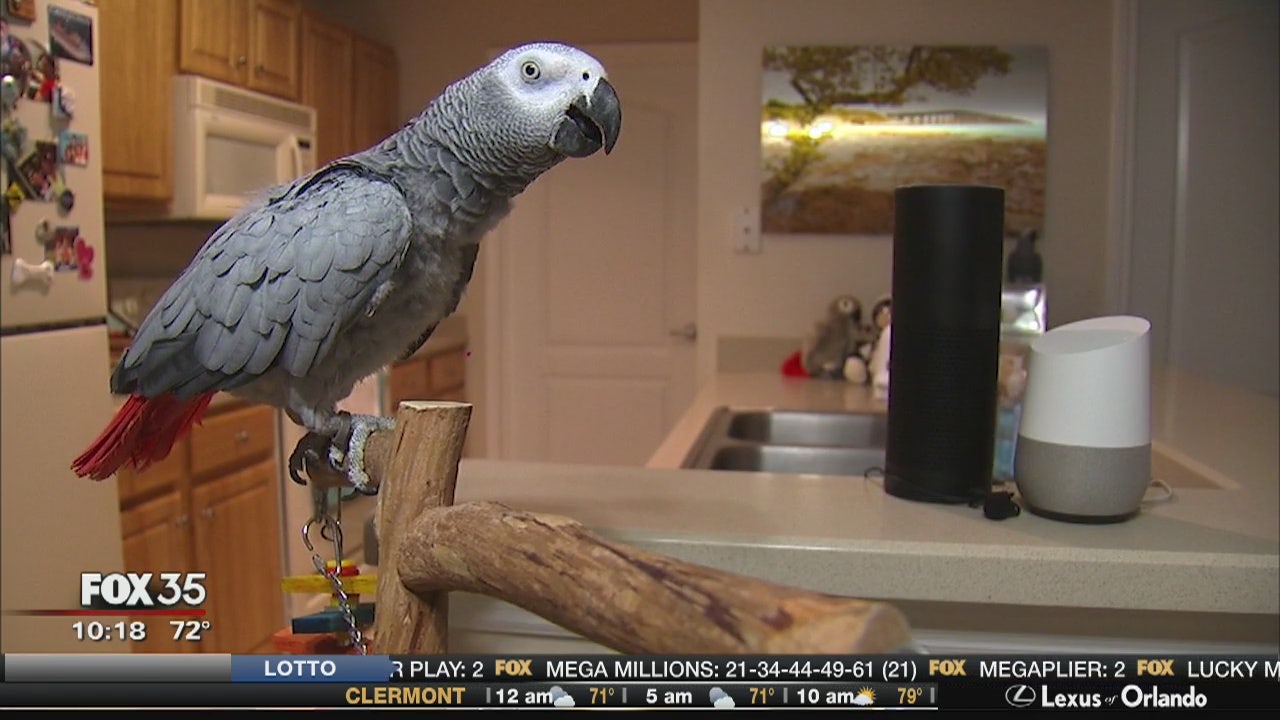 Smart parrot controls smart devices | FOX 5 New York