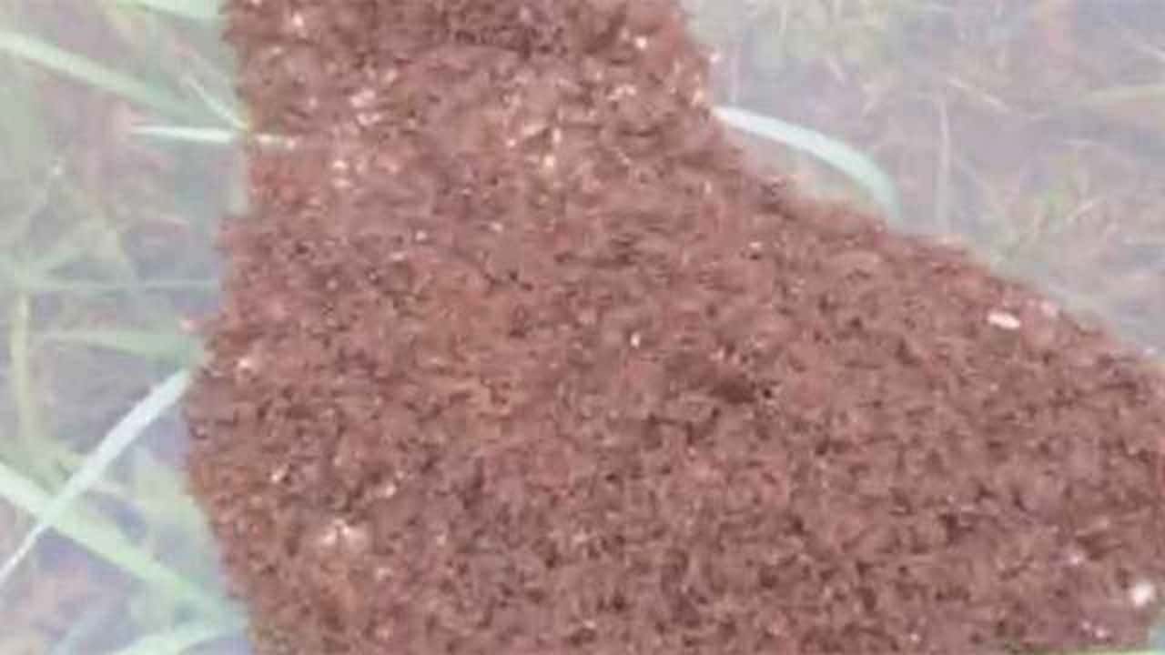 Ants form floating island to survive flooding | FOX 5 New York