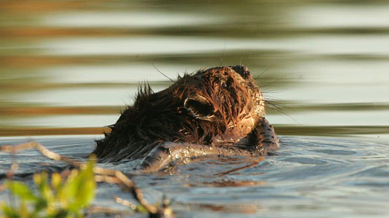 Beaver attacks swimmers in Connecticut | FOX 5 New York