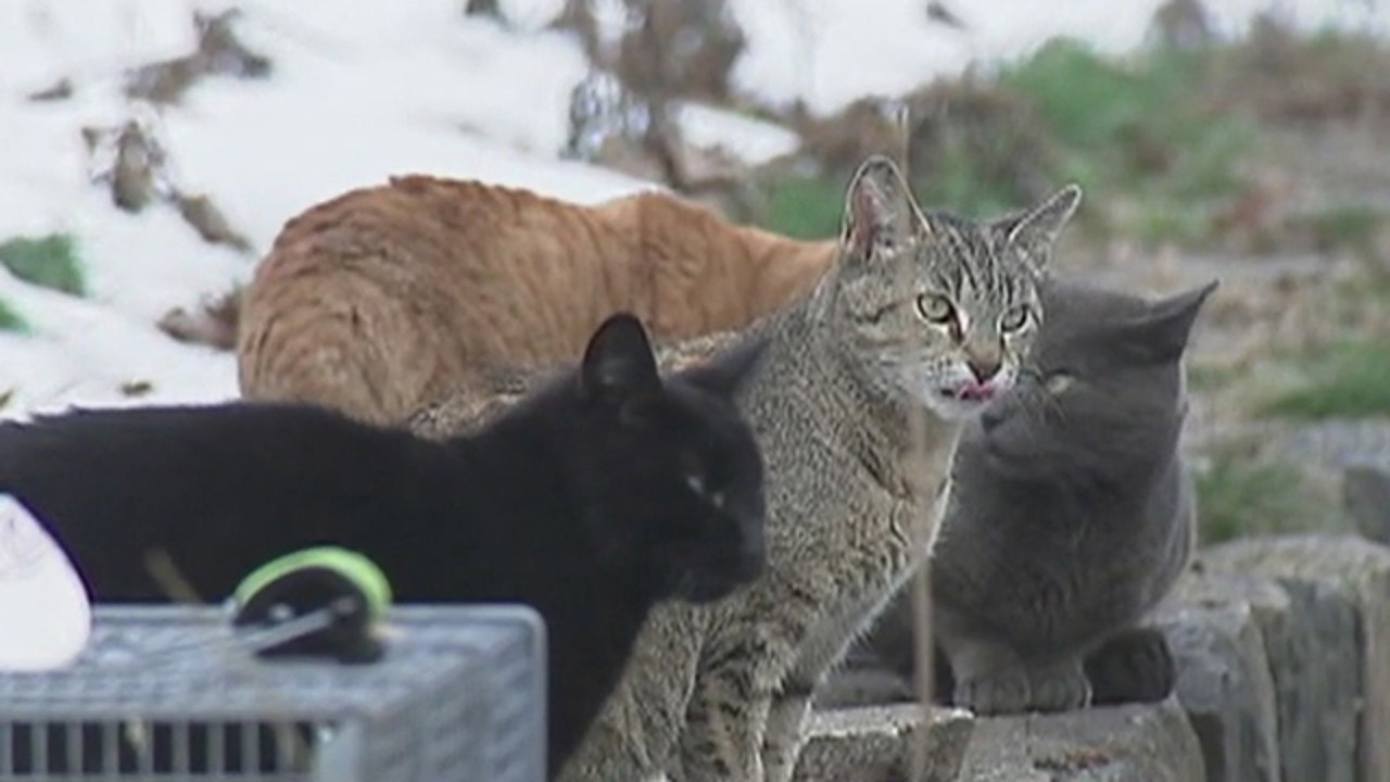 Curbing New York's stray cat population | FOX 5 New York