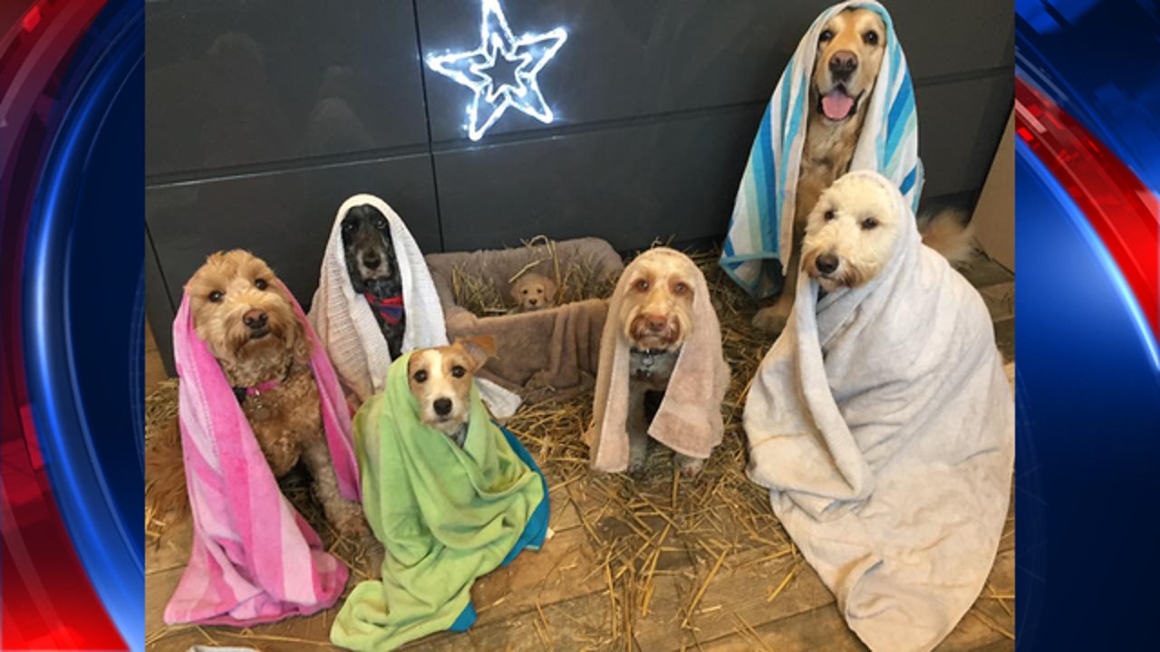 UK dog groomer recreates nativity scene with adorable dogs-- and a ...