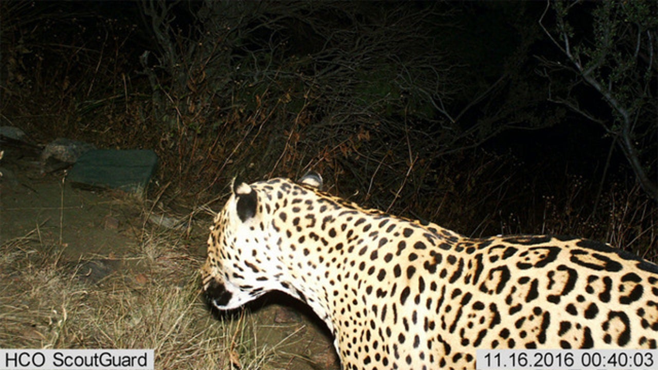 Rare jaguar sighting in Arizona | FOX 5 New York