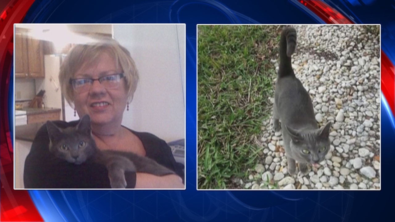 Wisconsin cat hitches ride to Florida