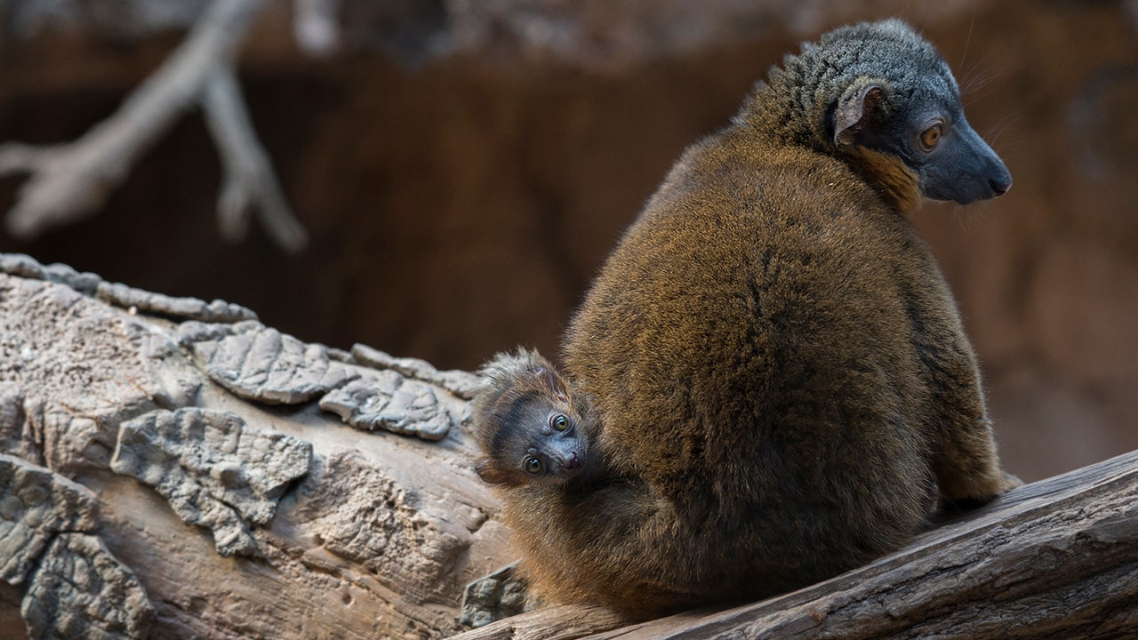 Baby lemurs on display at Bronx Zoo | FOX 5 New York