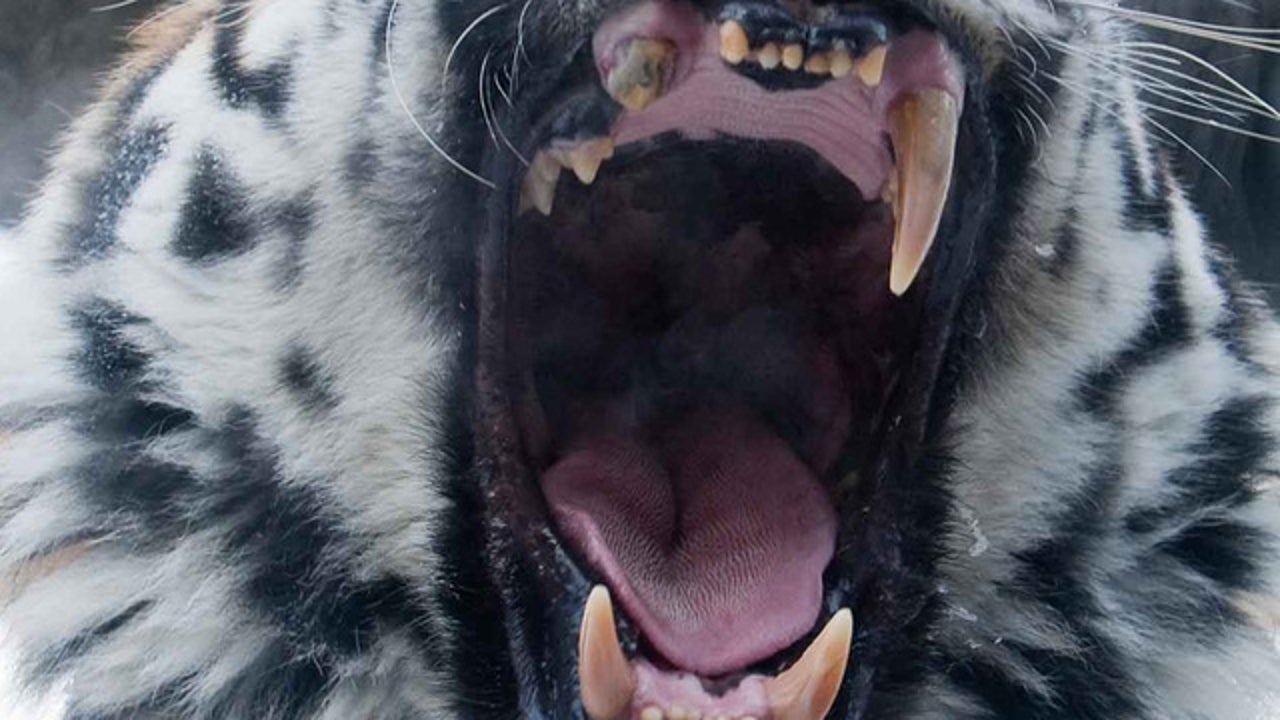 Tiger bites woman at Omaha zoo | FOX 5 New York