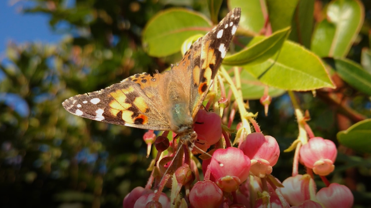 Millions of 'Painted Lady' butterflies migrating across SoCal from Mexico