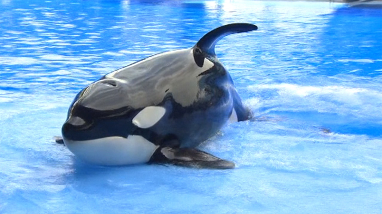 SeaWorld rebounds after scandal | FOX 5 New York