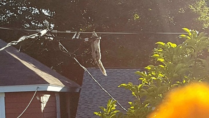 Electrocuted squirrel removed days after first photos shared | FOX 5 ...