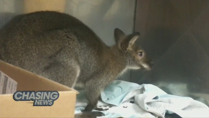 Wallaby found in Long Island garage | FOX 5 New York