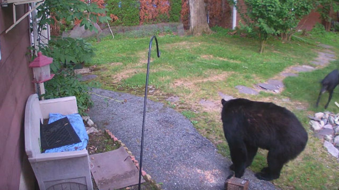 Fearless dog chases bear | FOX 5 New York