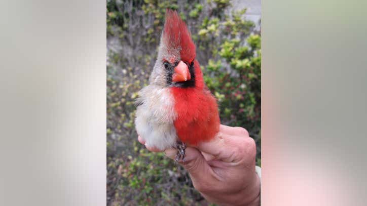 Cardinal with rare abnormality discovered in central Texas | FOX 5 New York