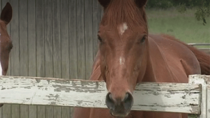 Bust in international scheme to drug horses to race faster | FOX 5 New York